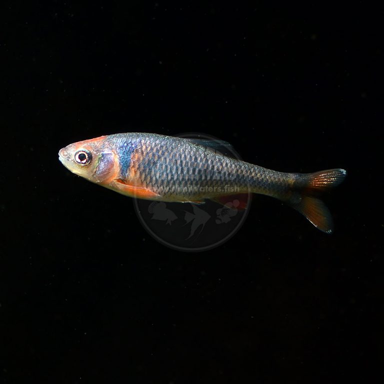 Cyprinella lutrensis "Rainbow Dace / Red Shiner" - Shop MiniWaters.FISH ...