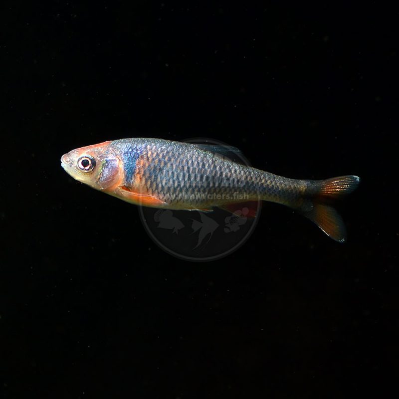 Cyprinella lutrensis "Rainbow Dace / Red Shiner" - Shop MiniWaters.FISH ...
