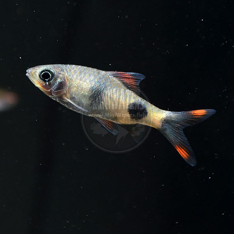 Dawkinsia rohani "Rohan's Barb" - Shop MiniWaters.FISH - Online ...