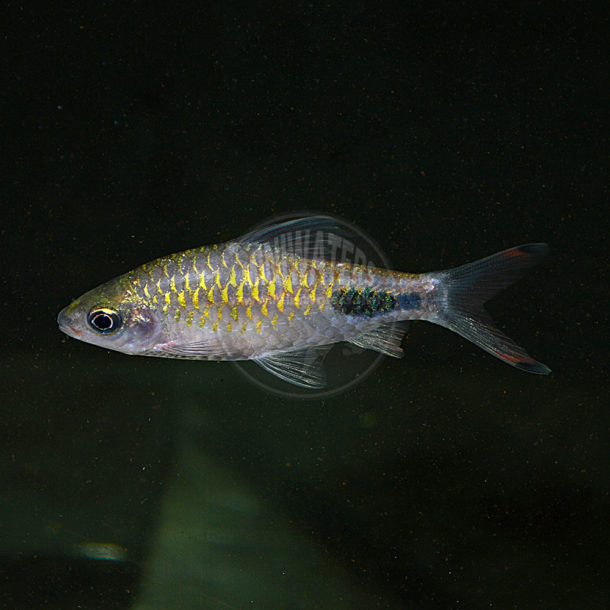 Dawkinsia rohani "Rohan's Barb" - Shop MiniWaters.FISH - Online ...