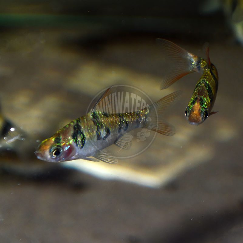 Desmopuntius rhomboocellatus "Snakeskin Barb" - Shop MiniWaters.FISH ...