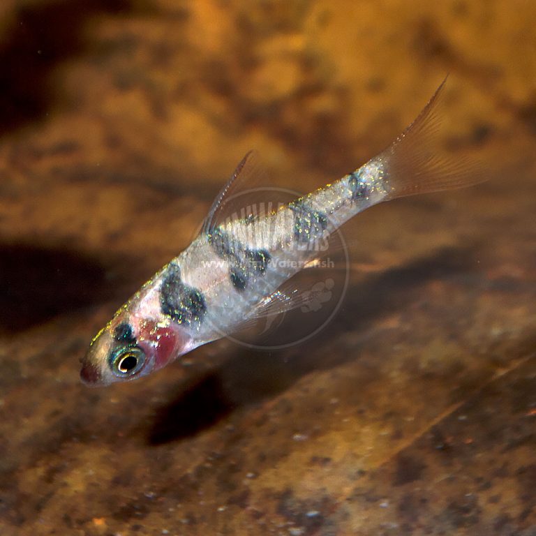 Dawkinsia rohani "Rohan's Barb" - Shop MiniWaters.FISH - Online Aquarium & Vivarium Boutique