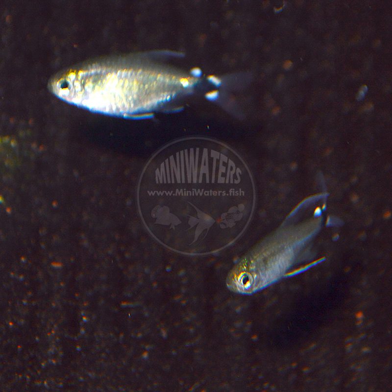 Hyphessobrycon elachys "Veilfin Tetra" - Shop MiniWaters.FISH - Online ...