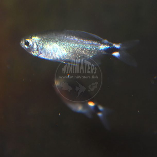 Hyphessobrycon elachys "Veilfin Tetra" - Shop MiniWaters.FISH - Online ...