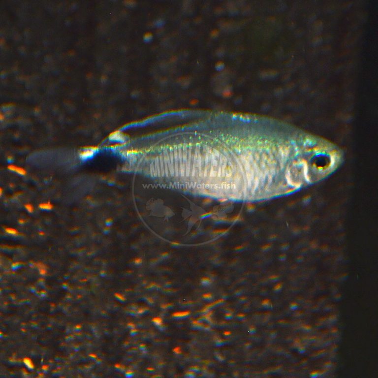 Hyphessobrycon elachys "Veilfin Tetra" - Shop MiniWaters.FISH - Online ...