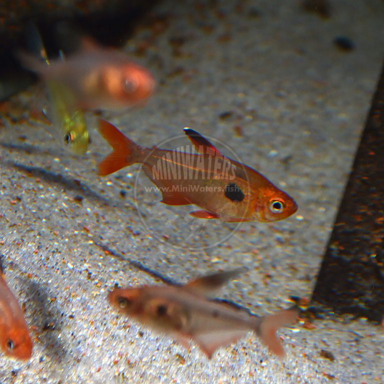 Hyphessobrycon sweglesi "Red Phantom Tetra" - Shop MiniWaters.FISH - Online Aquarium & Vivarium ...