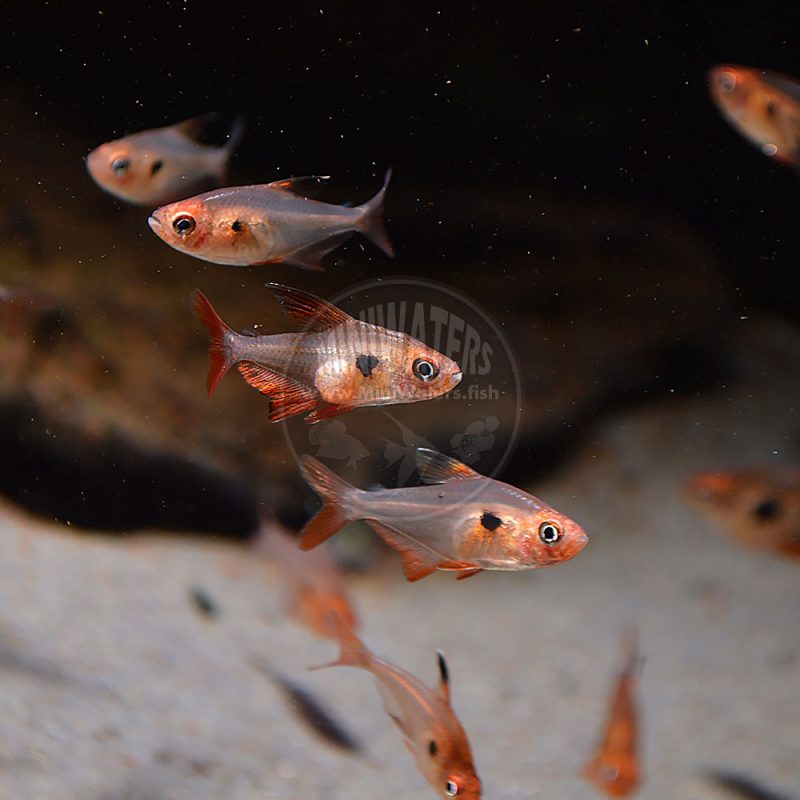 Hyphessobrycon sweglesi "Red Phantom Tetra" - Shop MiniWaters.FISH - Online Aquarium & Vivarium ...