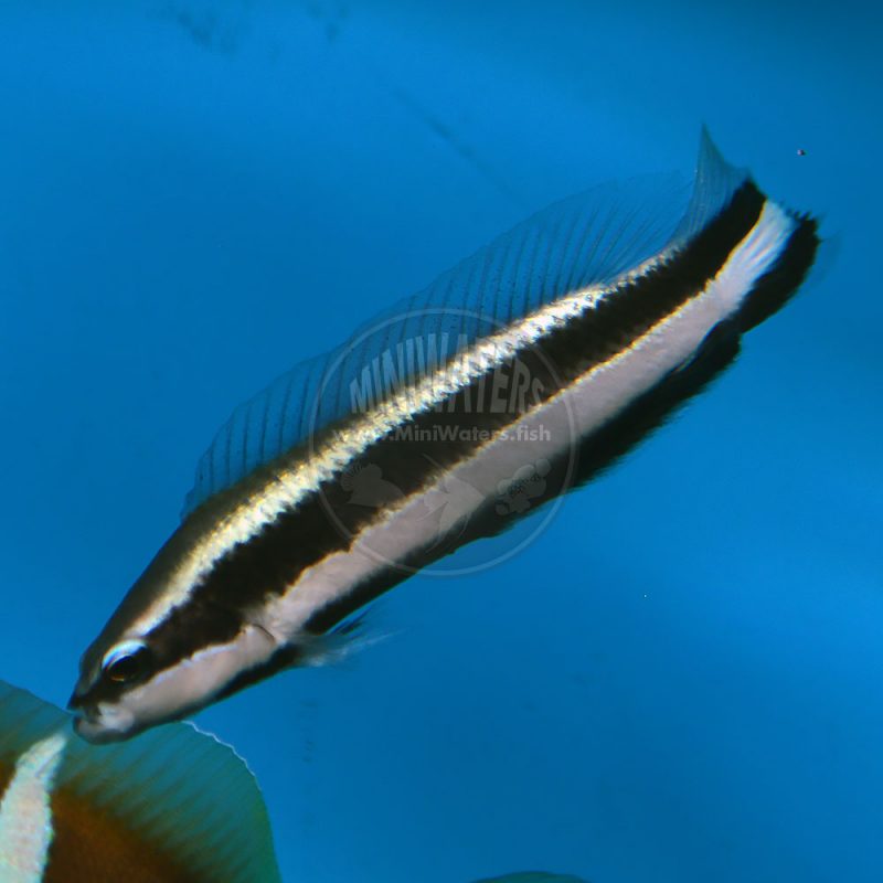 Pseudochromis fridmani "Orchid Dottyback", Captive Bred - Shop ...
