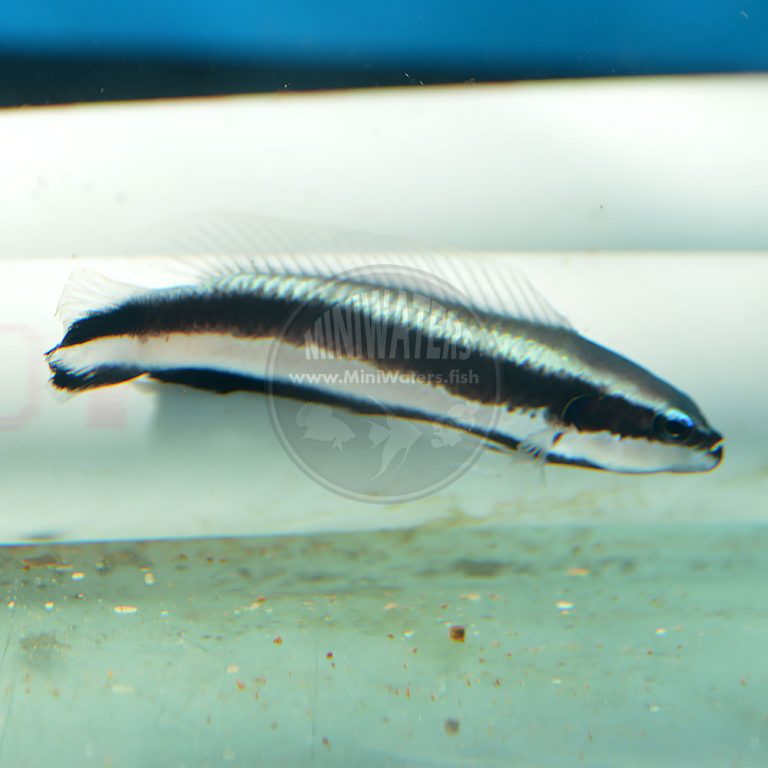Pseudochromis sankeyi "Striped Dottyback", Captive Bred - Shop ...