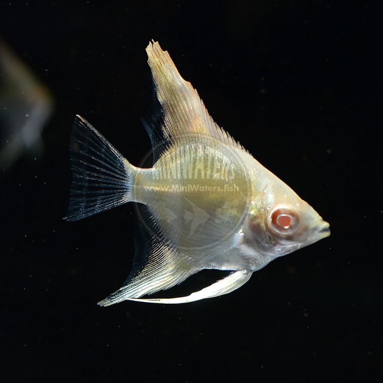 Pterophyllum scalare "Peru Red Spot" Angelfish, aka. "Peruvian Altum ...