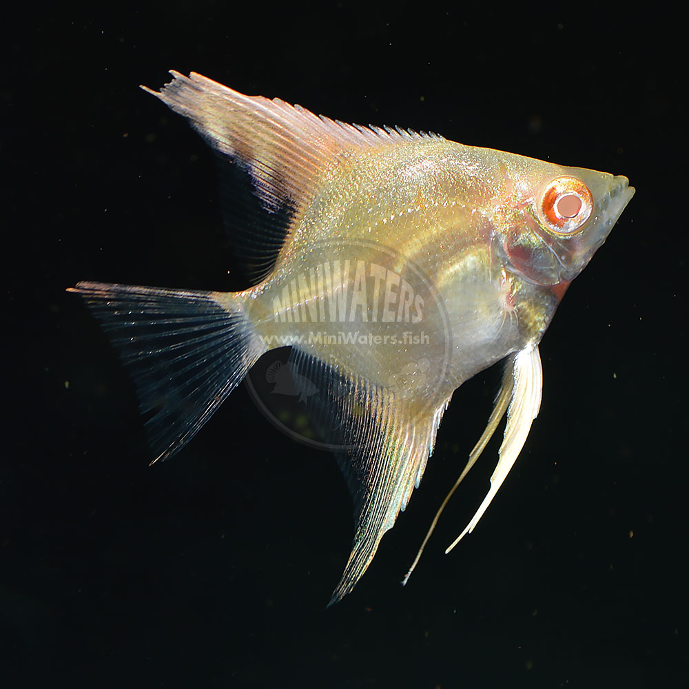 Fish Archives - Shop MiniWaters.FISH - Online Aquarium & Vivarium Boutique