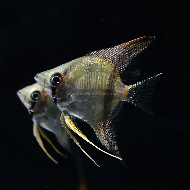 Pterophyllum scalare "Peru Red Spot" Angelfish, aka. "Peruvian Altum ...