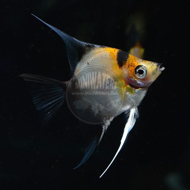 Pterophyllum cf. scalare "Rio Nanay", Wild Peruvian Angelfish - Shop ...