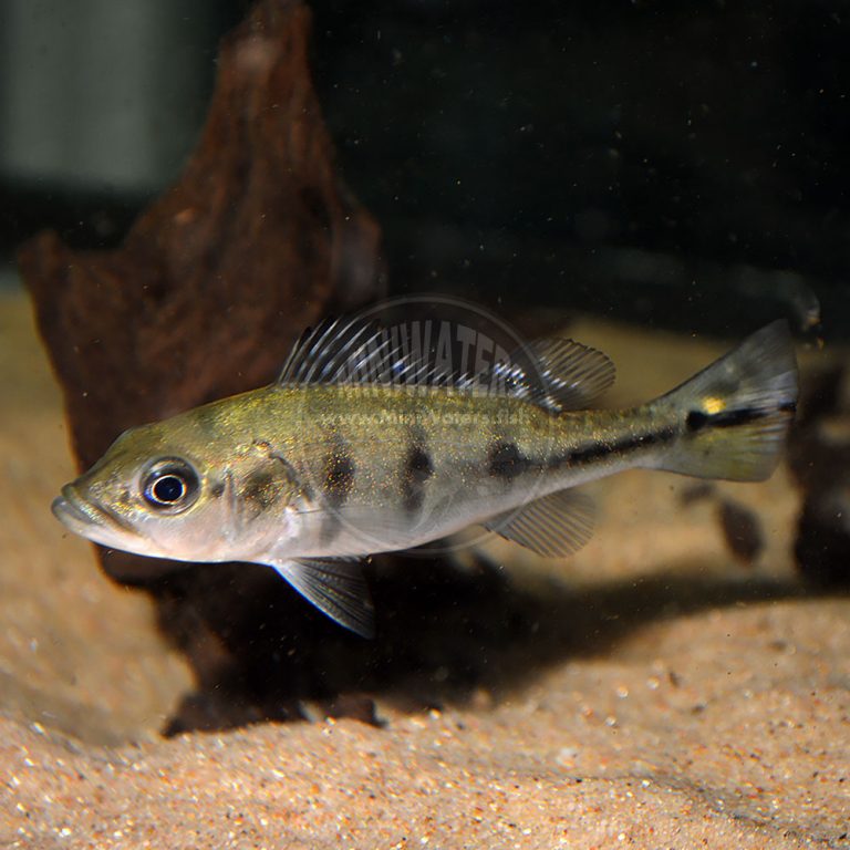 Cichla kelberi "Kelberi Peacock Bass" - Shop MiniWaters.FISH - Online ...