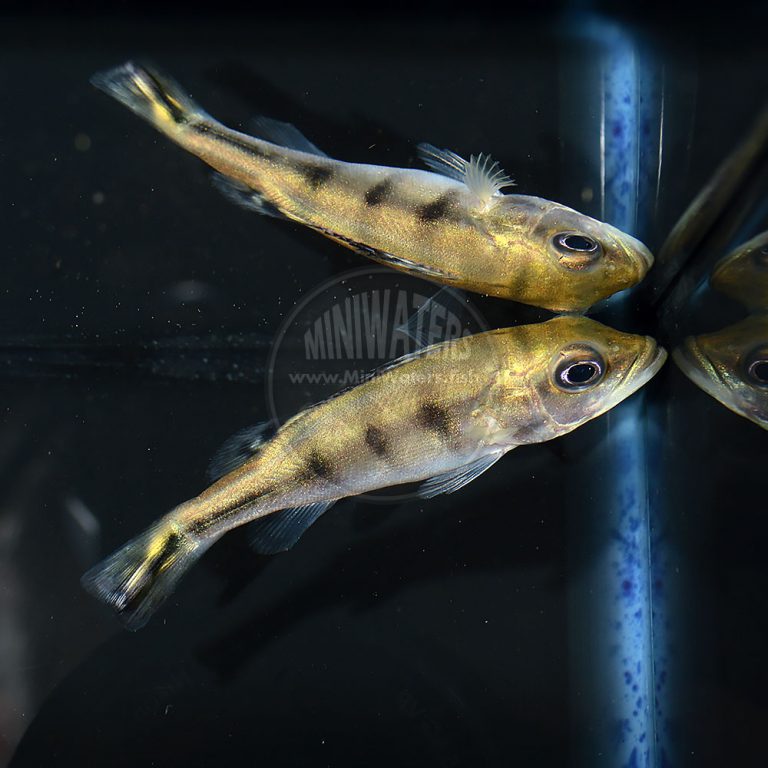 Cichla kelberi "Kelberi Peacock Bass" - Shop MiniWaters.FISH - Online ...