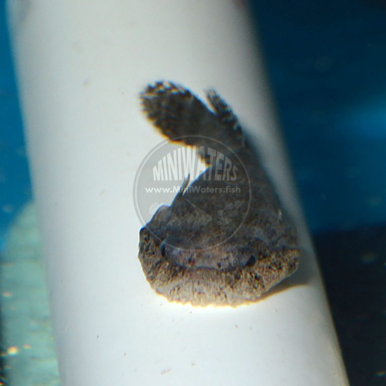 Koumansetta rainfordi "Court Jester Goby", Captive Bred - Shop ...