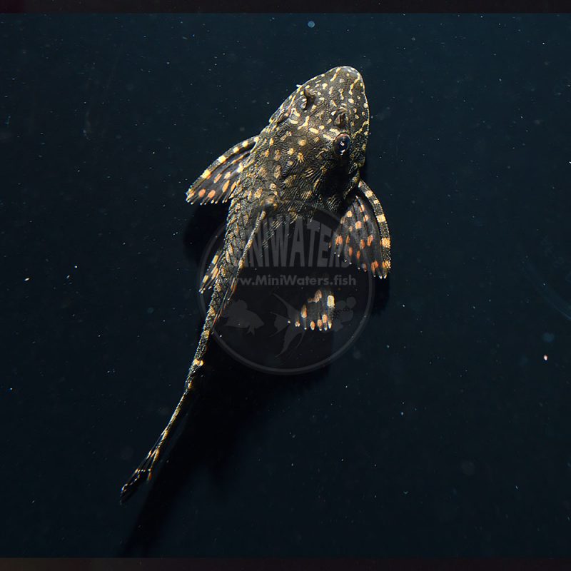 Pterygoplichthys joselimaianus "Gold Spot Pleco" L001 - Shop MiniWaters ...