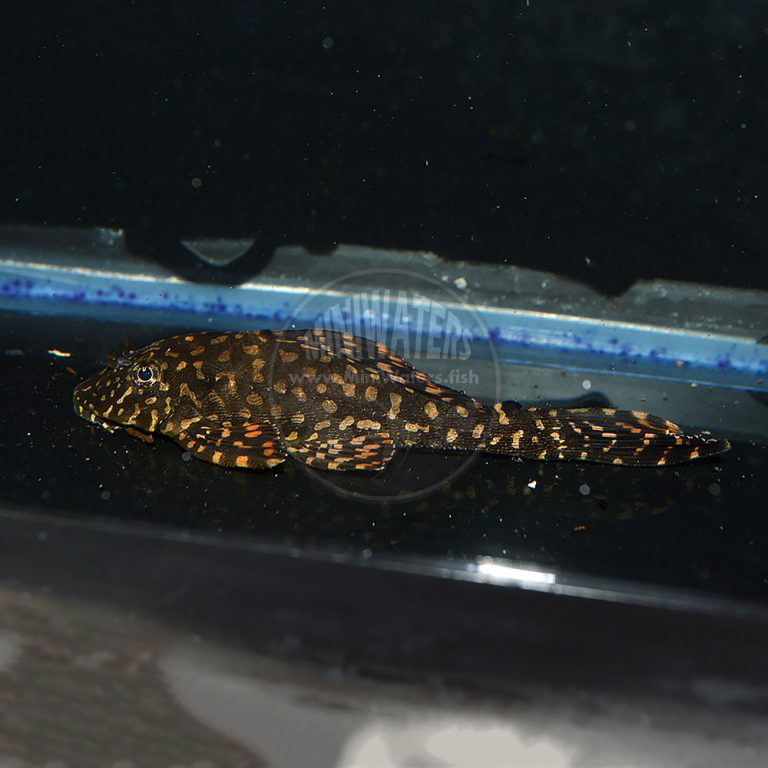 Pterygoplichthys joselimaianus "Gold Spot Pleco" L001 - Shop MiniWaters ...