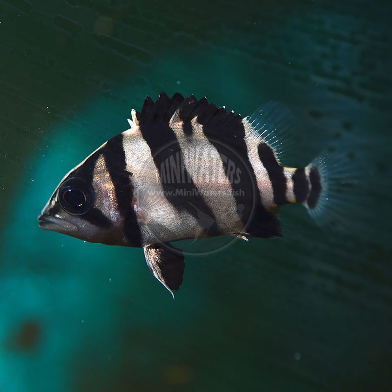 Datnoides microlepis "Tiger Datnoid" - Shop MiniWaters.FISH - Online ...