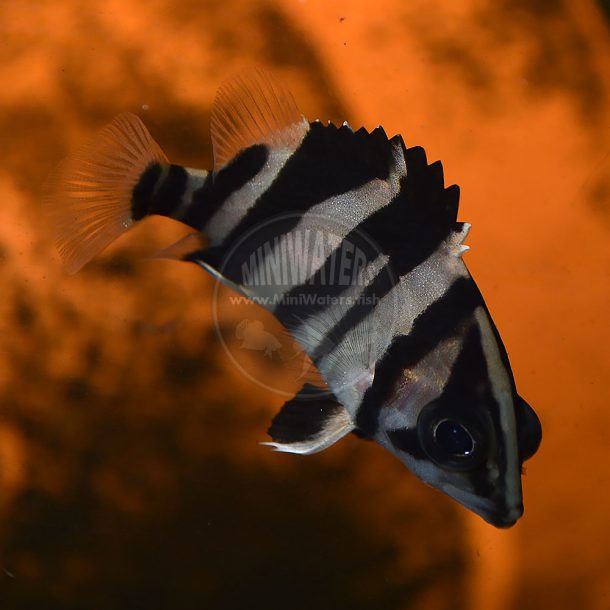 Datnoides microlepis "Tiger Datnoid" - Shop MiniWaters.FISH - Online ...