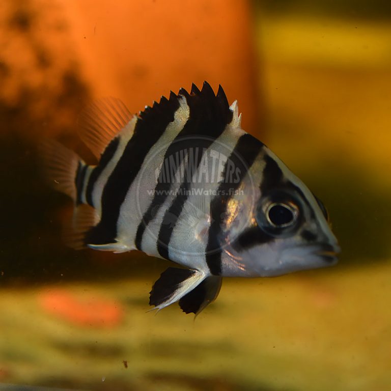Datnoides microlepis "Tiger Datnoid" - Shop MiniWaters.FISH - Online ...