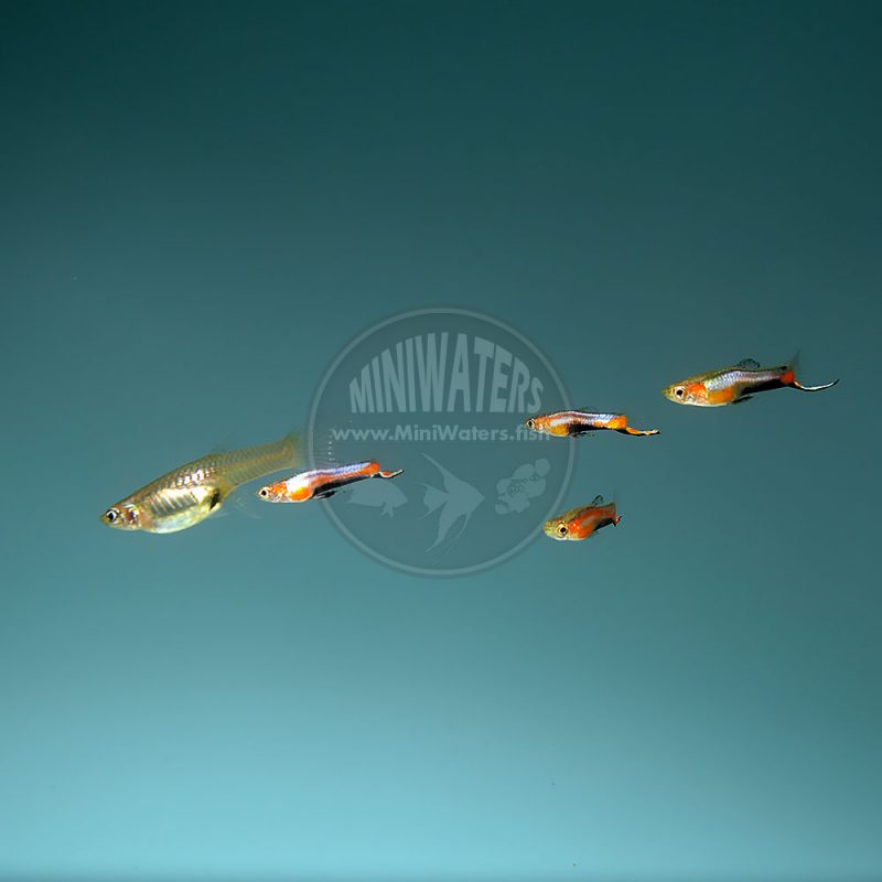 Poecilia wingei "Campoma Blue Star Endler" N-Class - Shop MiniWaters ...