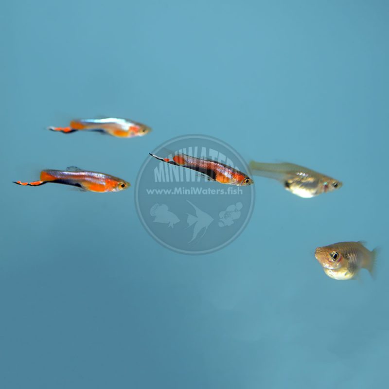 Poecilia wingei "Campoma Blue Star Endler" N-Class - Shop MiniWaters ...