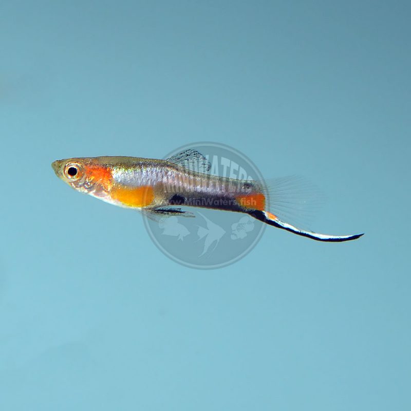 Poecilia wingei "Campoma Blue Star Endler" N-Class - Shop MiniWaters ...