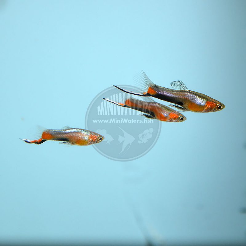 Poecilia wingei "Campoma Blue Star Endler" N-Class - Shop MiniWaters ...