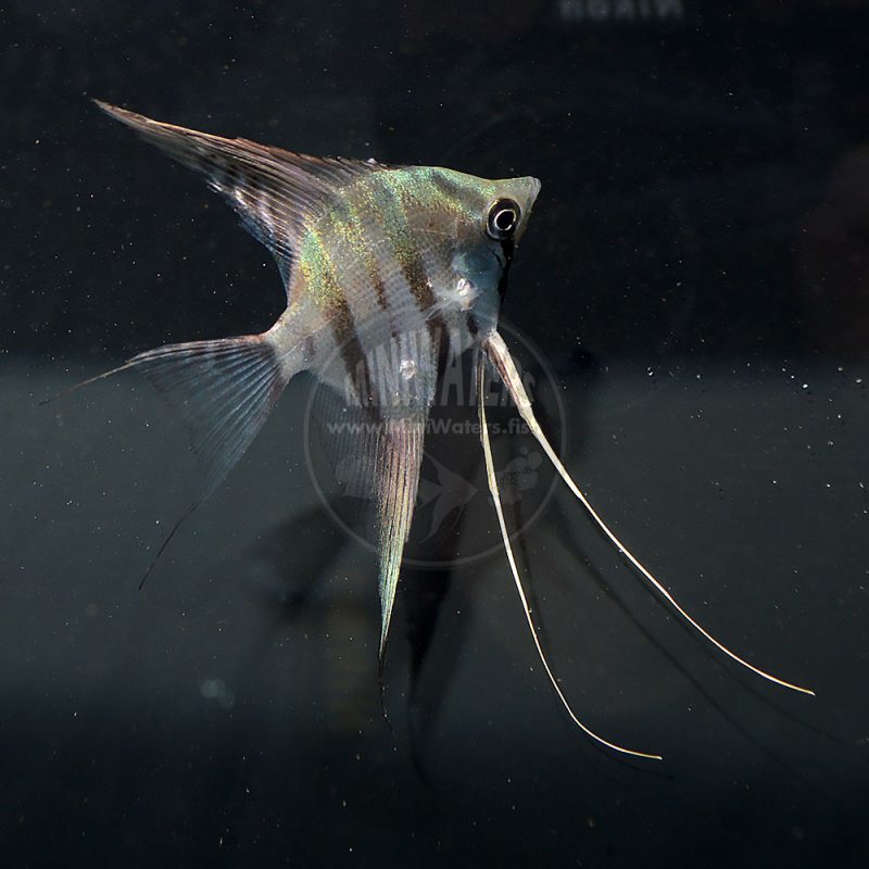 Pterophyllum scalare "Peru Red Spot" Angelfish, aka. "Peruvian Altum ...