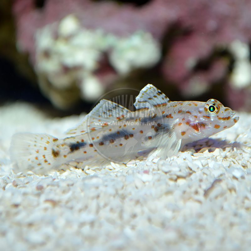 Fusigobius pallidus "Transparent Cave Goby", Captive Bred - Shop ...