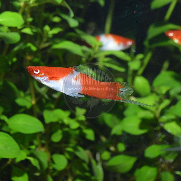 Xiphophorus helleri hybrid "Kohaku Koi Swordtail" - Shop MiniWaters ...