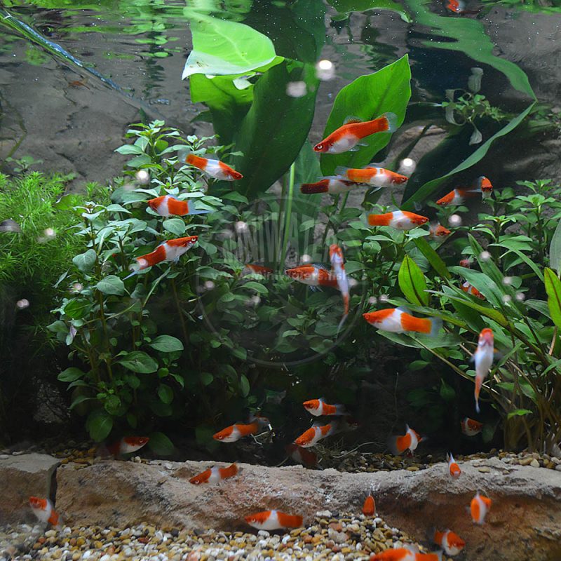 Xiphophorus helleri hybrid "Kohaku Koi Swordtail" - Shop MiniWaters ...