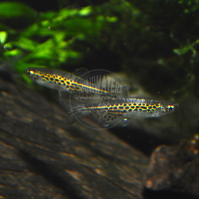 Brachydanio tinwini "Gold Ring Danio" - Shop MiniWaters.FISH - Online ...