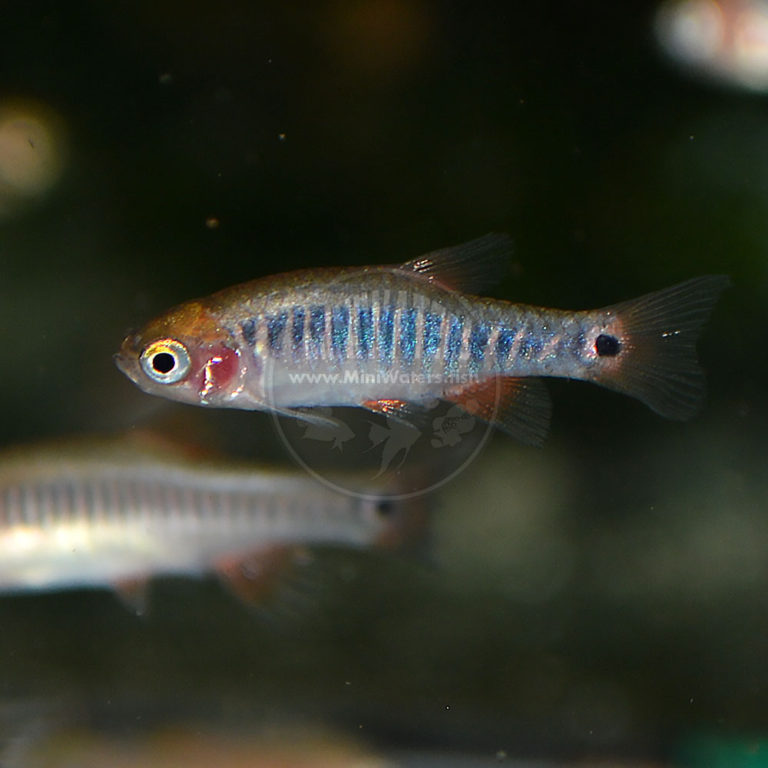 Devario sondhii "Fireline Danio" - Shop MiniWaters.FISH - Online ...