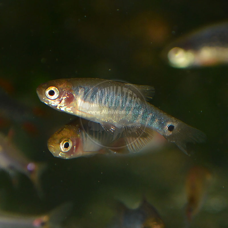 Devario sondhii "Fireline Danio" - Shop MiniWaters.FISH - Online ...