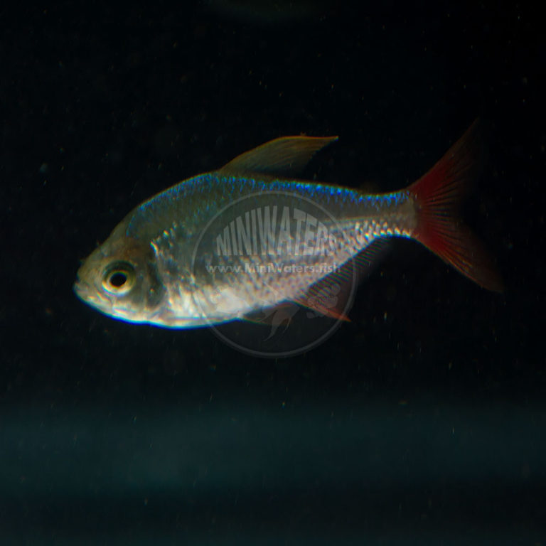 Hyphessobrycon columbianus "Colombian Tetra" - Shop MiniWaters.FISH ...