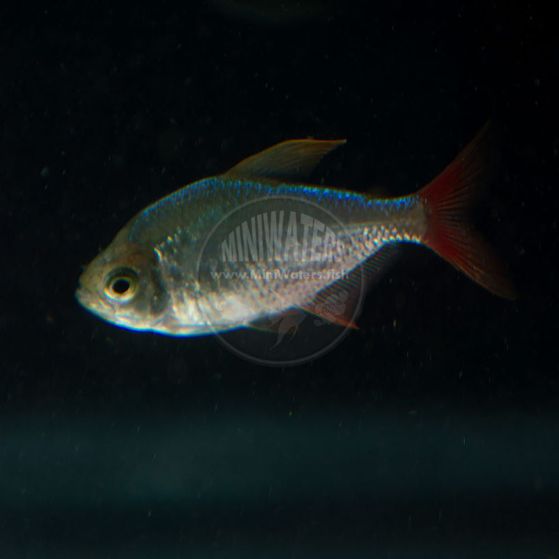 Hyphessobrycon elachys "Veilfin Tetra" - Shop MiniWaters.FISH - Online ...