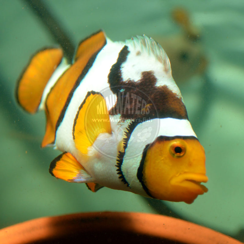 Amphiprion percula "Nebula" Percula Clownfish, B-Grade, WYSIWYG, 7-26 ...