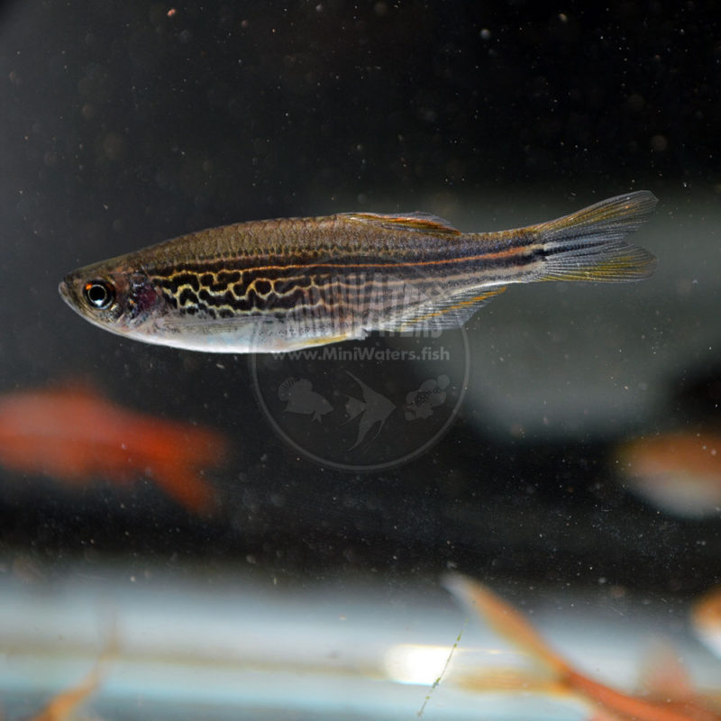 Brachydanio kyathit "Orange Finned Danio" - Shop MiniWaters.FISH ...
