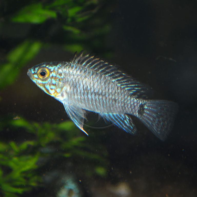 Apistogramma panduro "Blue Sky Dwarf Cichlid" - Shop MiniWaters.FISH ...