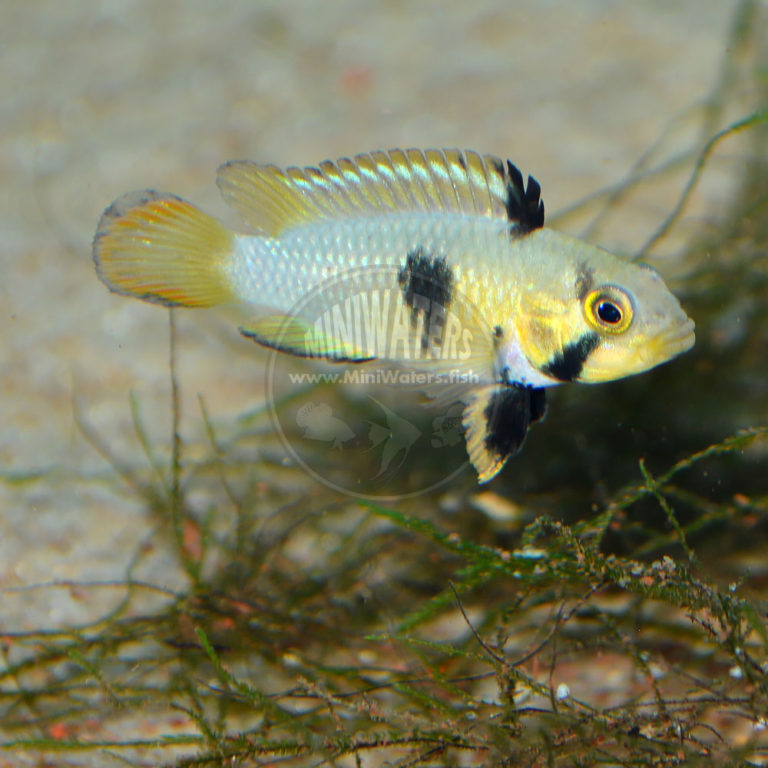 Apistogramma borellii "Opal" Umbrella Dwarf Cichlid - Shop MiniWaters ...