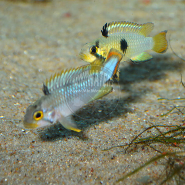 Apistogramma panduro "Blue Sky Dwarf Cichlid" - Shop MiniWaters.FISH ...