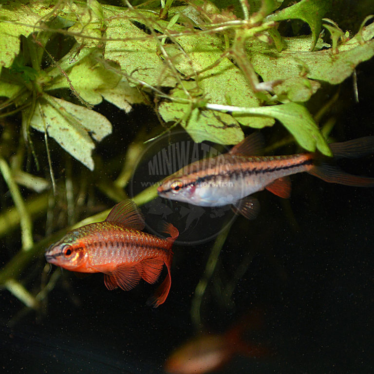Dawkinsia rohani "Rohan's Barb" - Shop MiniWaters.FISH - Online ...