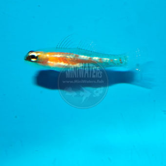 Coryphopterus personatus "Masked Goby", captive-bred - Shop MiniWaters ...