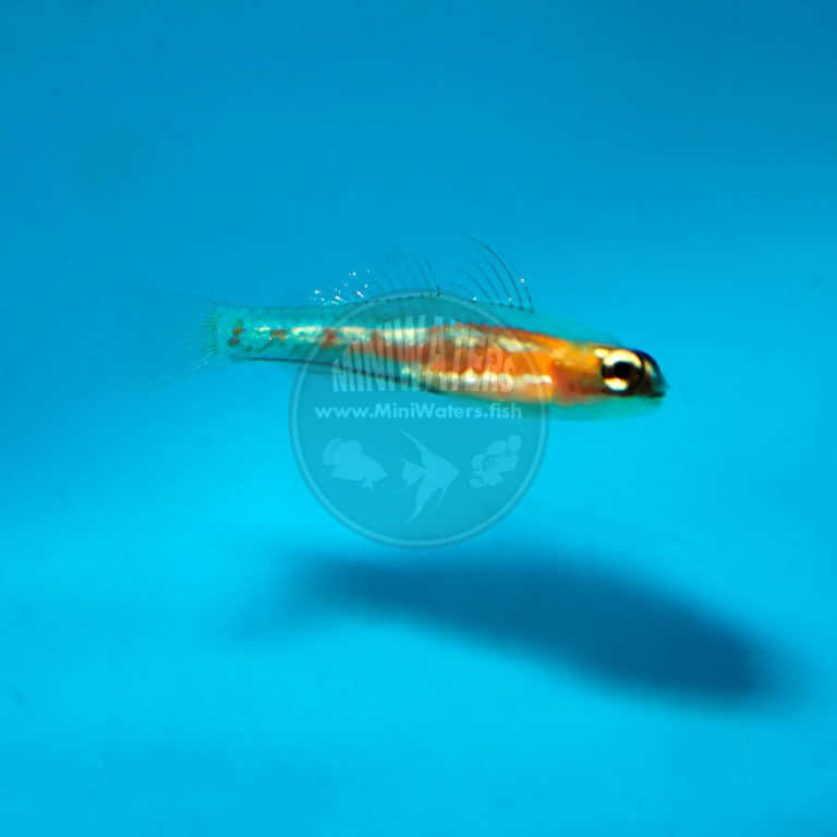 Coryphopterus personatus "Masked Goby", captive-bred - Shop MiniWaters ...