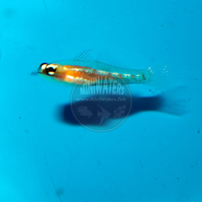 Coryphopterus personatus "Masked Goby", captive-bred - Shop MiniWaters ...