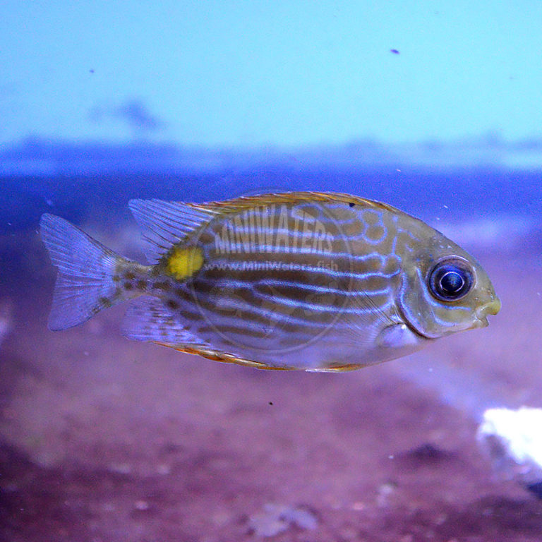 Siganus lineatus "Golden Lined Rabbitfish", Captive Bred - Shop ...