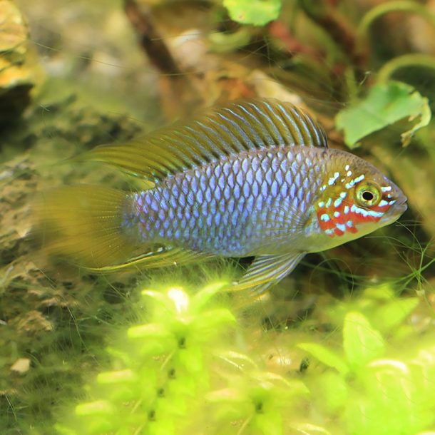 Apistogramma panduro "Blue Sky Dwarf Cichlid" - Shop MiniWaters.FISH ...