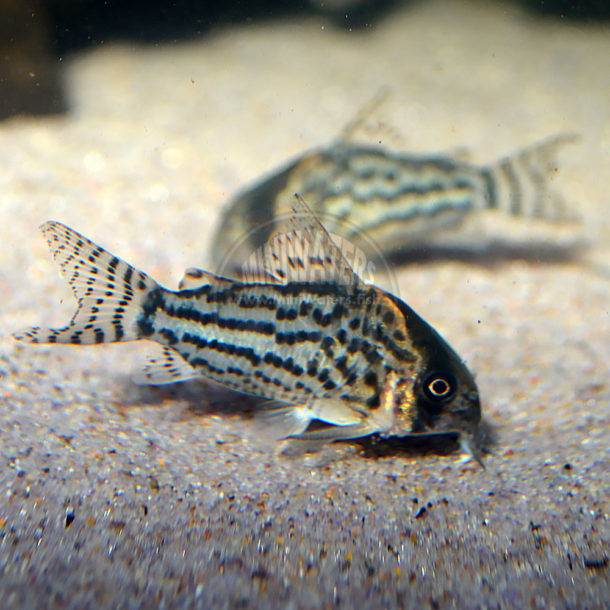 Corydoras sp. C123 "Yellow Cory Catfish" - Shop MiniWaters.FISH ...